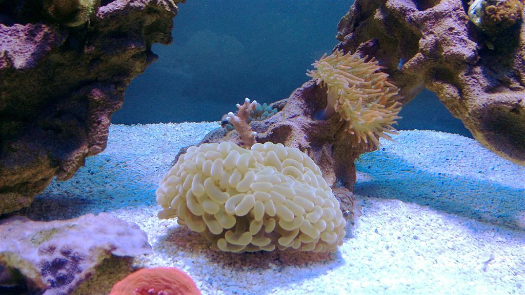 ADA 90P - 48 Gallon Rimless Build - Tank Builds - Austin Reef Club