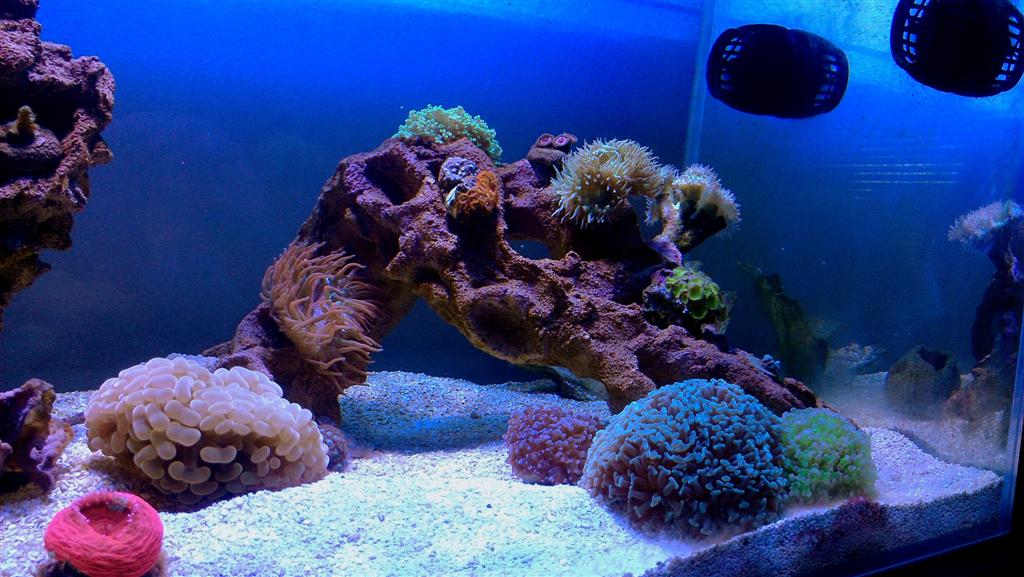 ADA 90P - 48 Gallon Rimless Build - Tank Builds - Austin Reef Club
