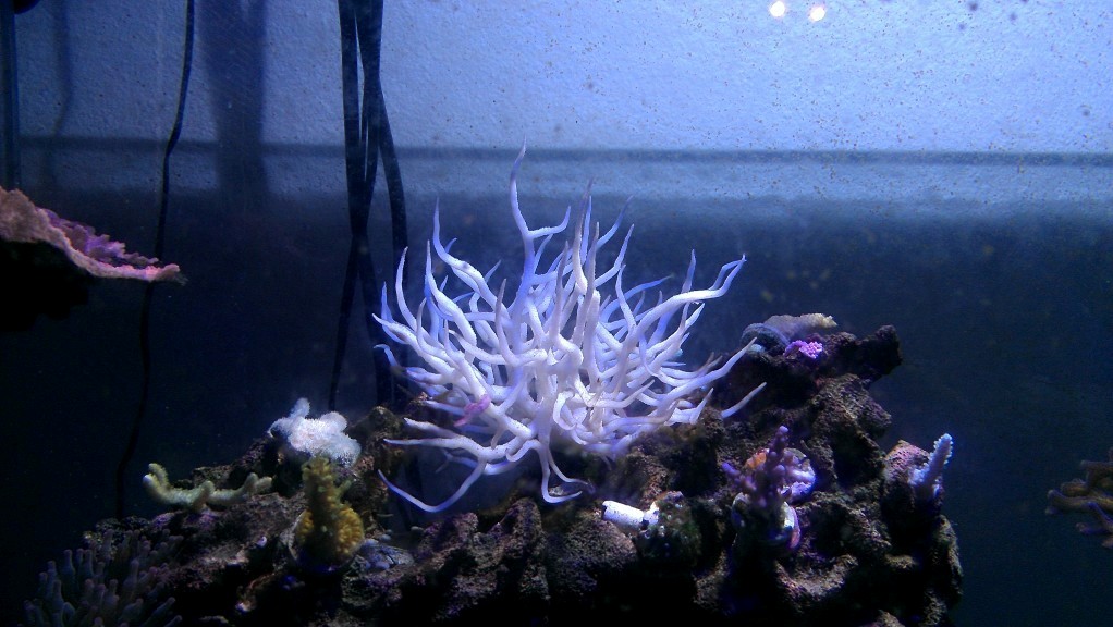 STN or RTN of SPS tally - Reef Keeping - Austin Reef Club