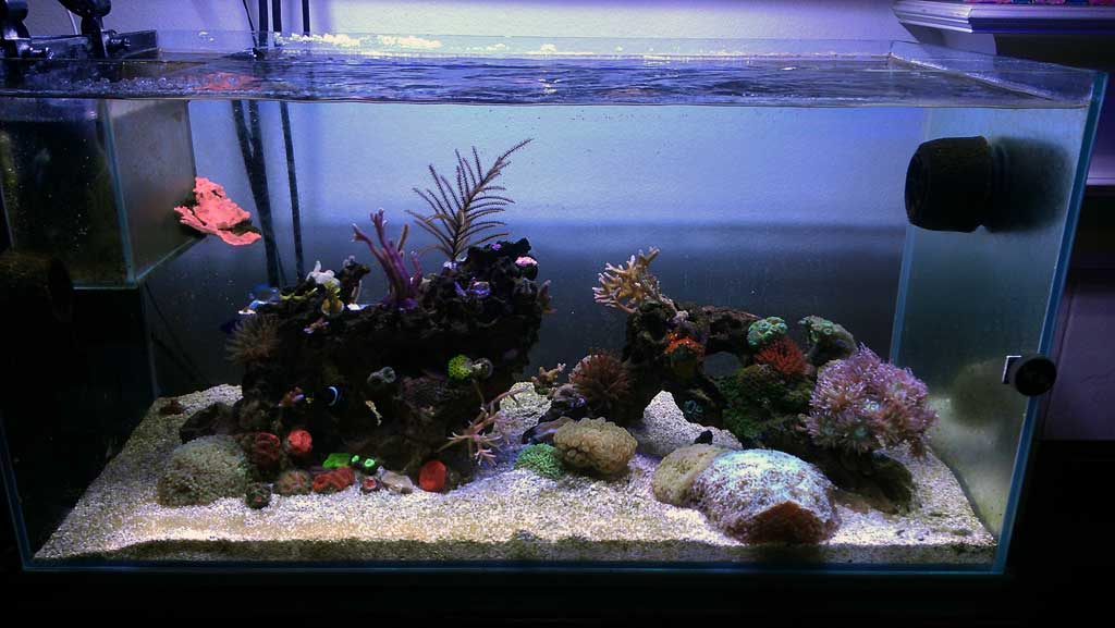 ADA 90P - 48 Gallon Rimless Build - Tank Builds - Austin Reef Club