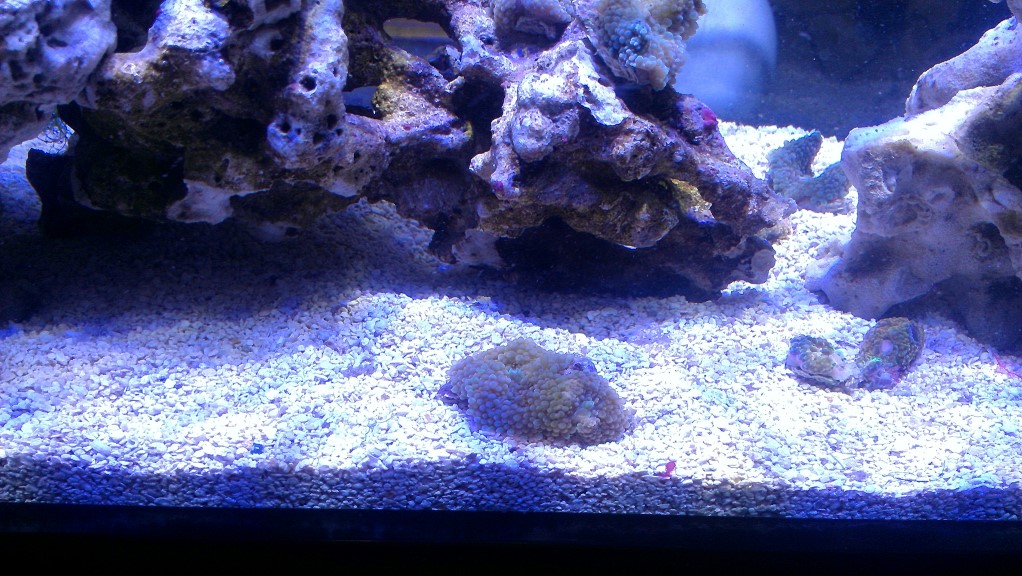 Fluval Spec-V - Tank Builds - Austin Reef Club