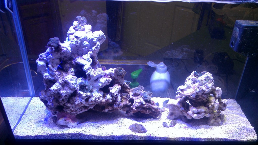 Fluval Spec-V - Tank Builds - Austin Reef Club