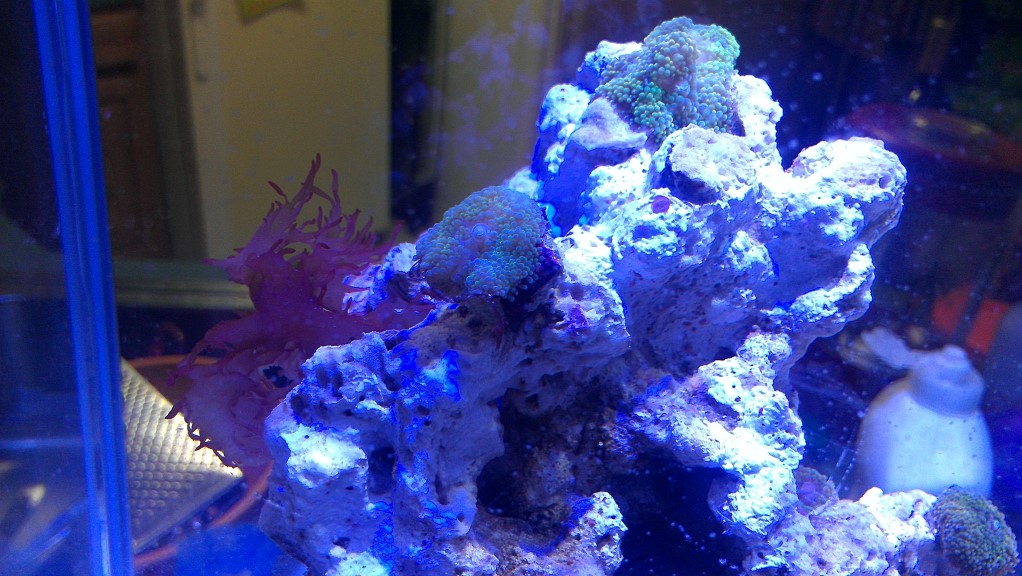 Fluval Spec-V - Tank Builds - Austin Reef Club