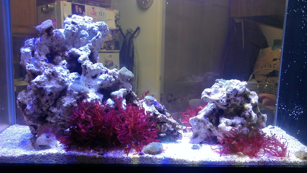 Fluval Spec-V - Tank Builds - Austin Reef Club