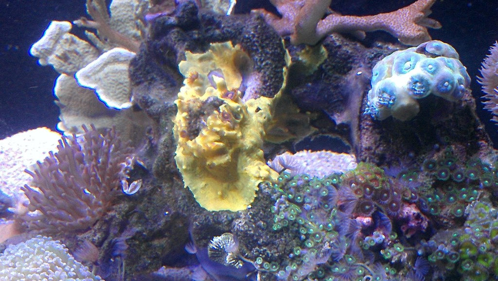 Yellow encrusting sponge control - Emergency Discussion - Austin Reef Club