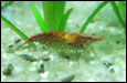 Amazon River Basin Biotope Help | Aquatic Plant Forum